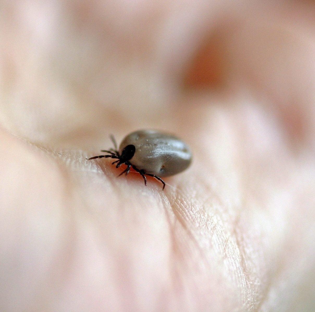Tiques: Tout savoir sur les dangers et les méthodes de protection