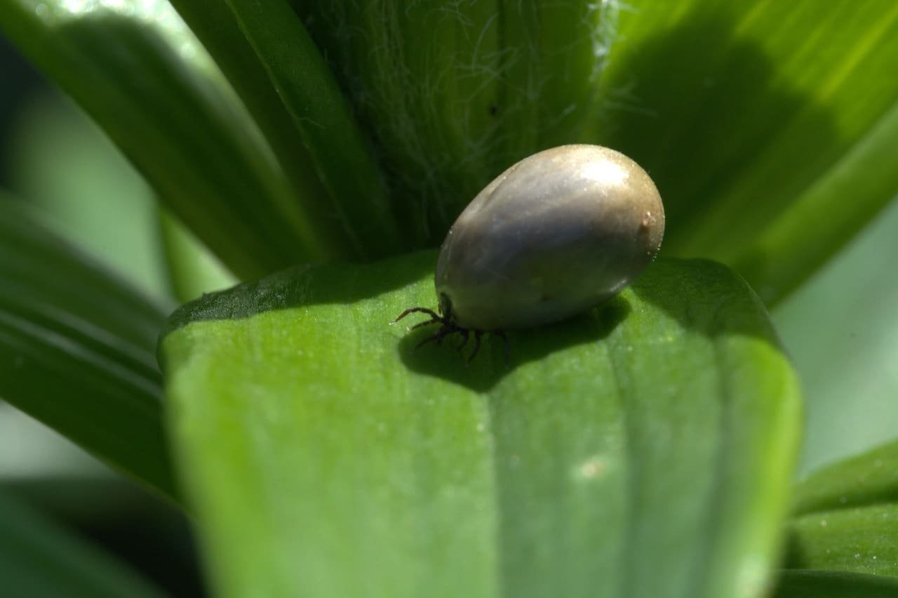 Tiques: Tout Savoir Sur Les Dangers Et Les Méthodes De Protection