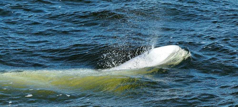 Découvrir 12 Animaux Du Québec : Nature Sauvage Fascinante