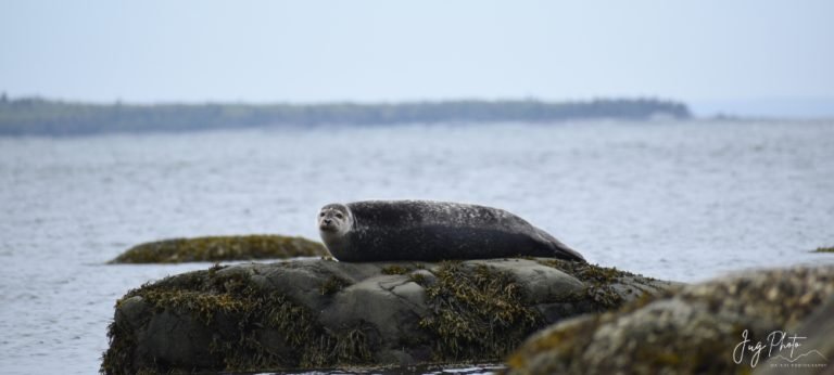 Découvrir 12 Animaux Du Québec : Nature Sauvage Fascinante
