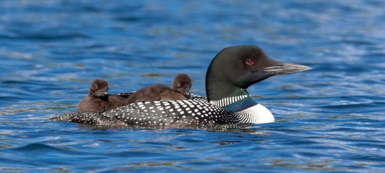 Découvrir 12 Animaux Du Québec : Nature Sauvage Fascinante
