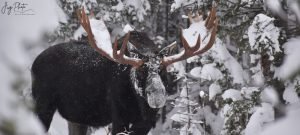 15 Animaux Du Canada à Découvrir : Observez La Nature Sauvage