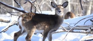 Découvrir 12 Animaux Du Québec : Nature Sauvage Fascinante