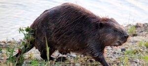 15 Animaux Du Canada à Découvrir : Observez La Nature Sauvage