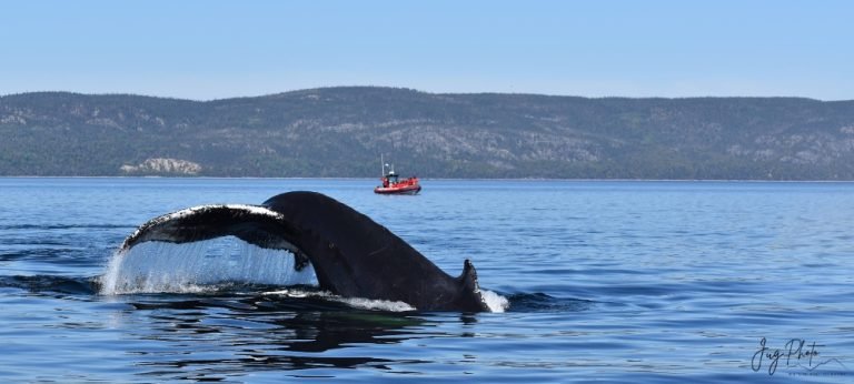 Découvrir 12 Animaux Du Québec : Nature Sauvage Fascinante