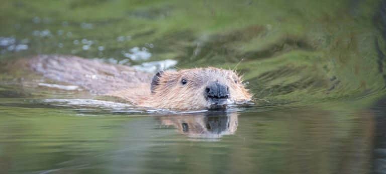 Découvrir 12 Animaux Du Québec : Nature Sauvage Fascinante
