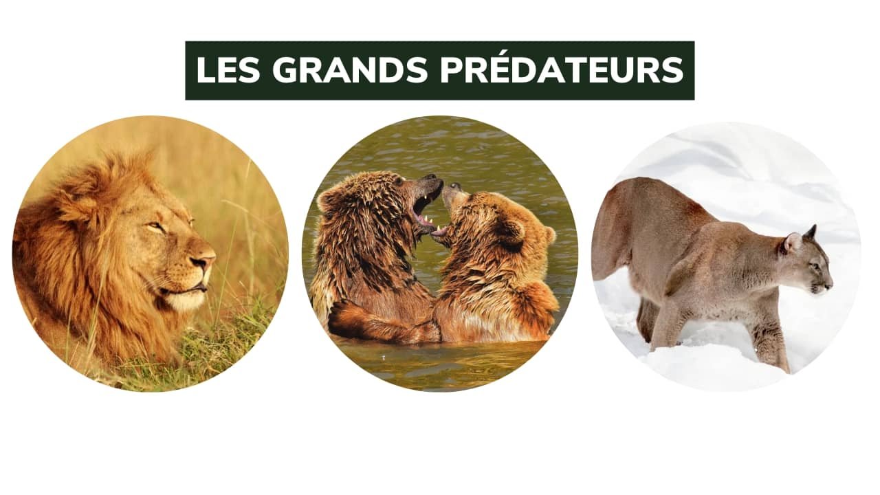 Animaux Dangereux : Une Réalité De L'aventure En Plein Air